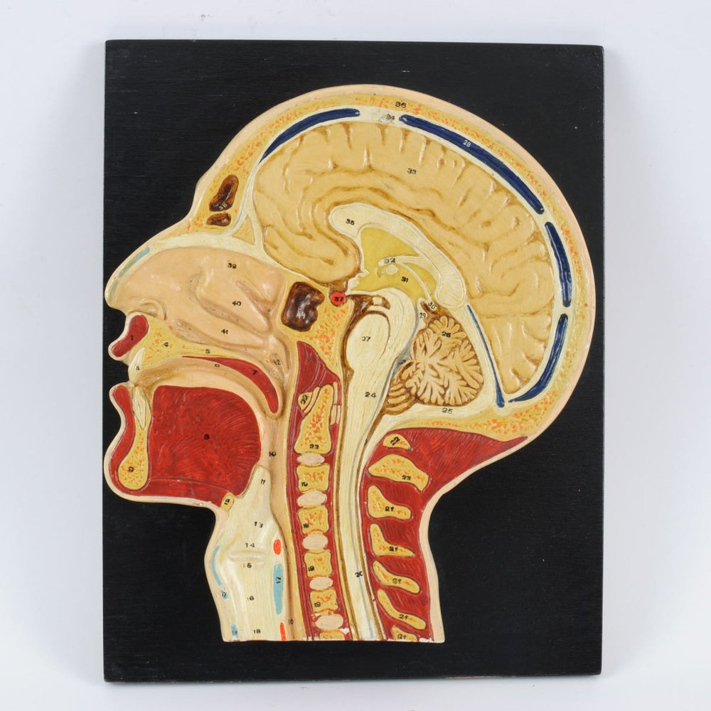 Vintage Human Head Cross Section Anatomy Model, 1950s for sale at Pamono