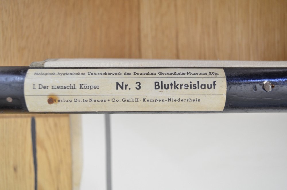 Blood Circulation Anatomic Wall Chart from German Health Museum Cologne ...