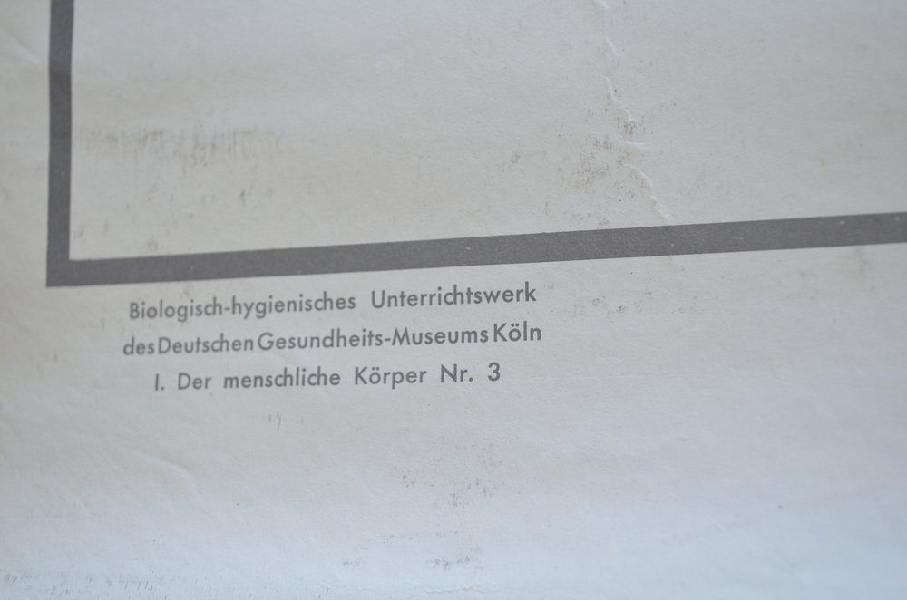 Blood Circulation Anatomic Wall Chart from German Health Museum Cologne ...