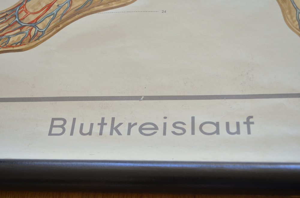 Blood Circulation Anatomic Wall Chart from German Health Museum Cologne ...