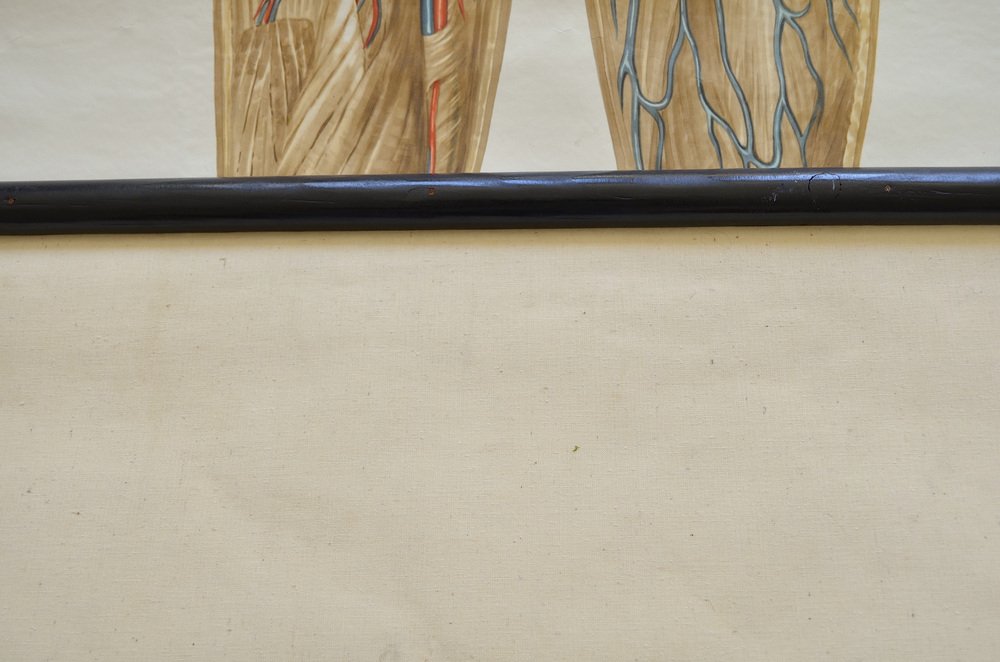 Blood Circulation Anatomic Wall Chart from German Health Museum Cologne ...