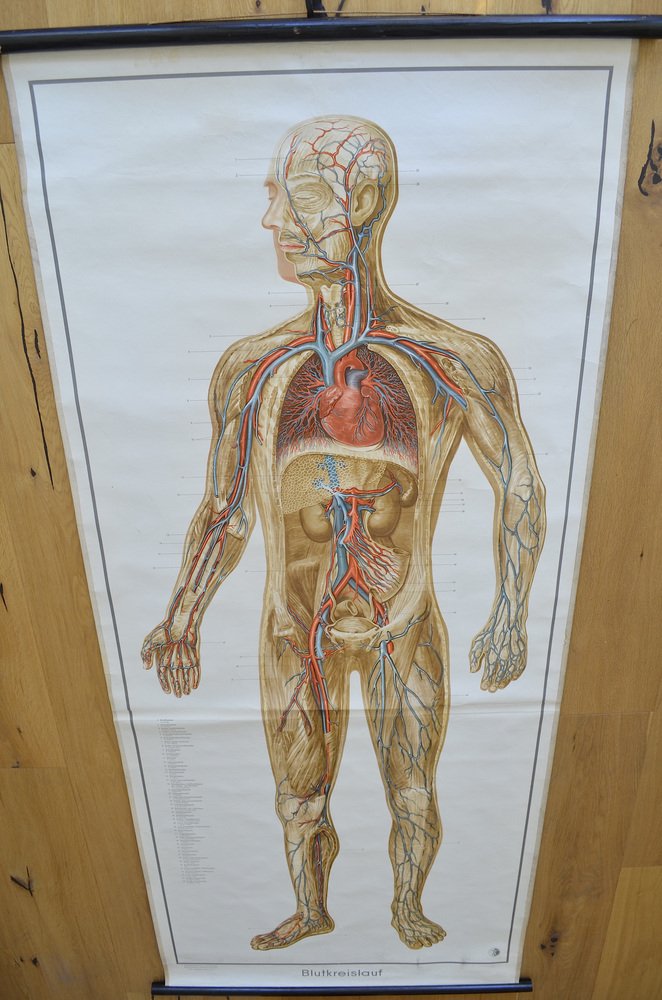 Blood Circulation Anatomic Wall Chart from German Health Museum Cologne ...