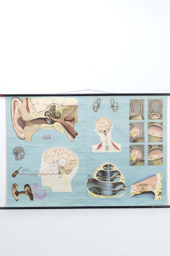 The Hearing and the Sense of Balance Chart for sale at Pamono