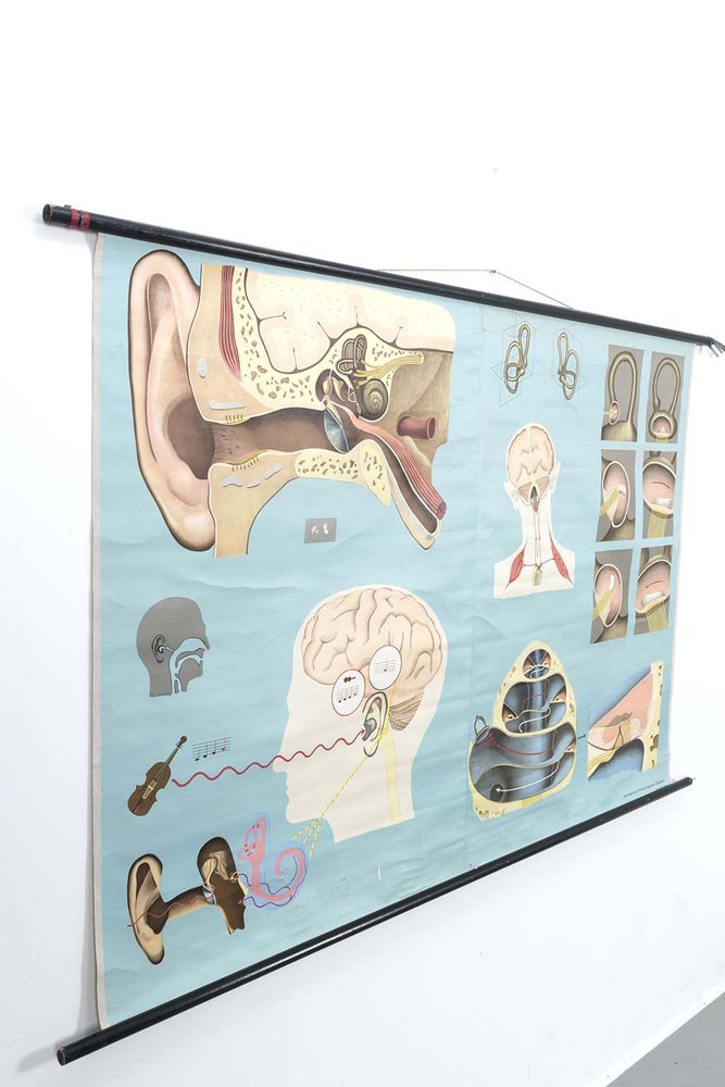 The Hearing and the Sense of Balance Chart for sale at Pamono