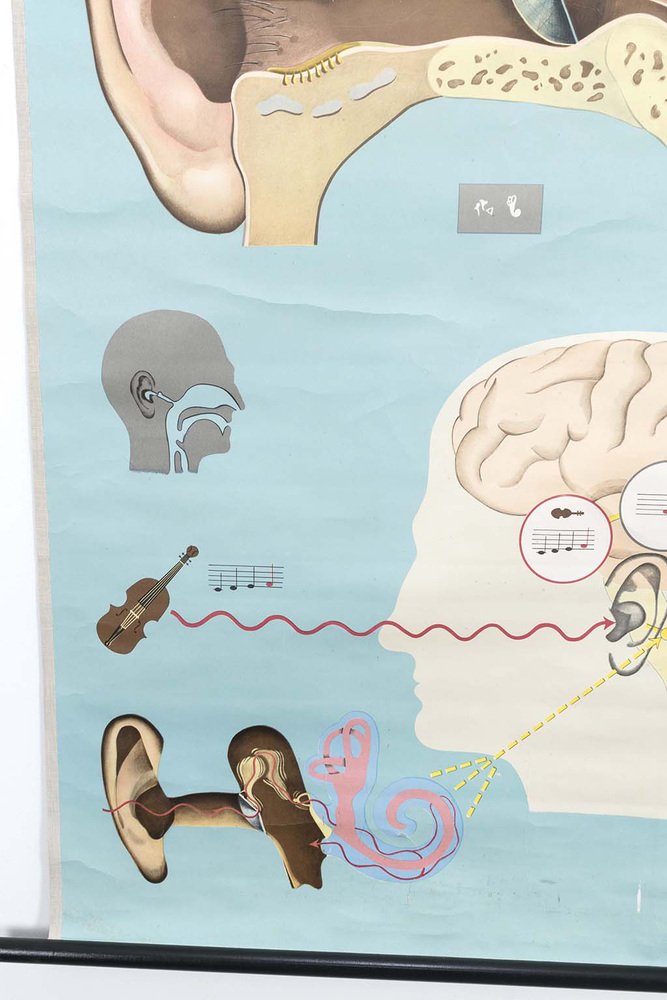 The Hearing and the Sense of Balance Chart for sale at Pamono