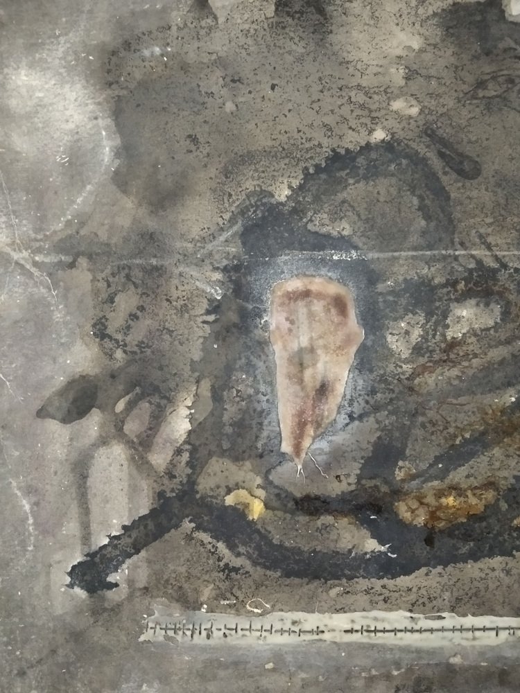 Rey Polo, Composition, 1960, Oil on Canvas for sale at Pamono