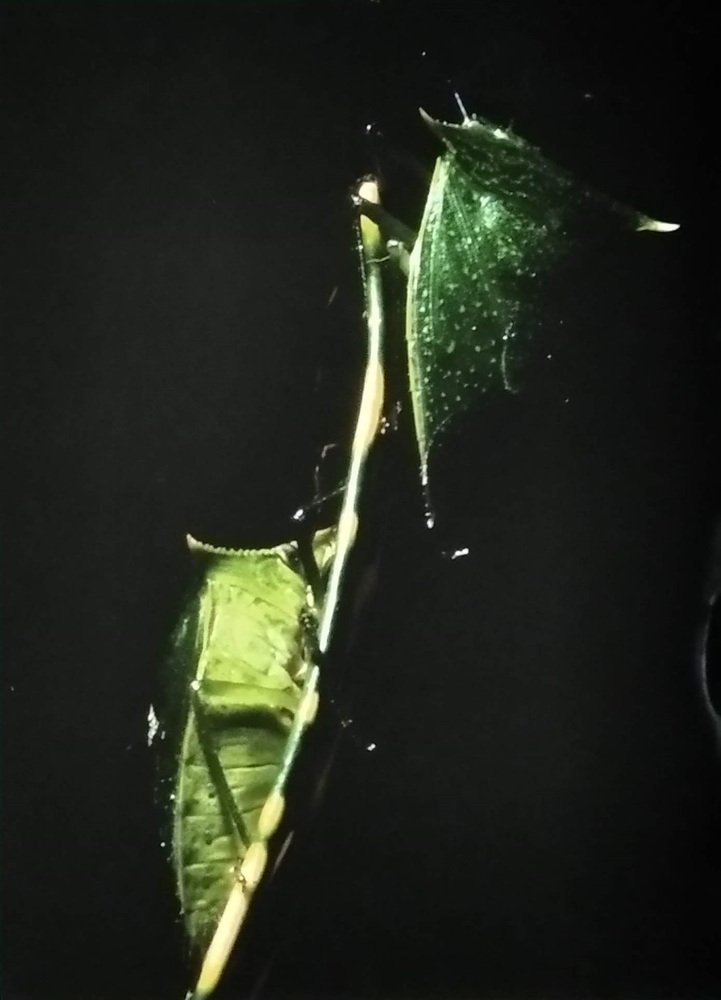 A.H., Nature Image, 1990, Photographic Print for sale at Pamono