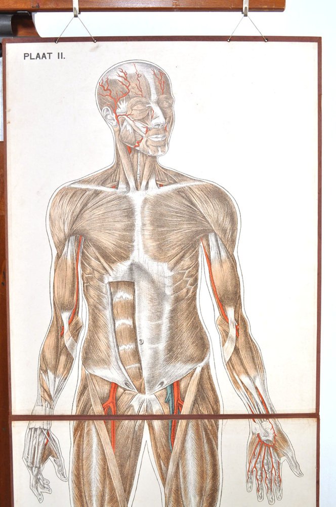 Human Foldable Anatomical Wall Charts, 1920s, Set of 2 for sale at Pamono