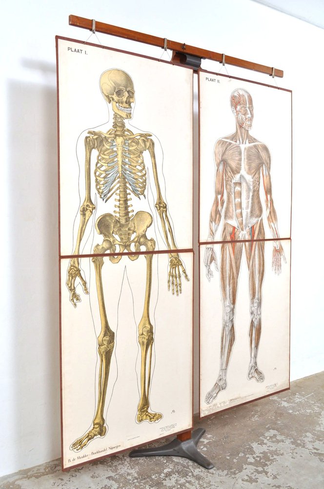 Human Foldable Anatomical Wall Charts, 1920s, Set of 2 for sale at Pamono