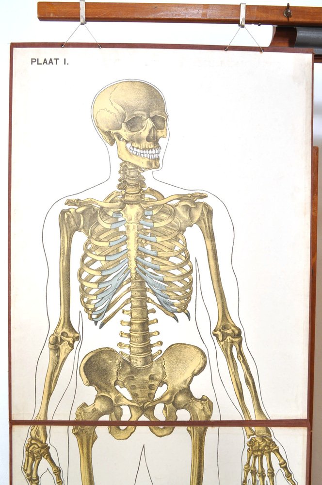 Human Foldable Anatomical Wall Charts, 1920s, Set of 2 for sale at Pamono