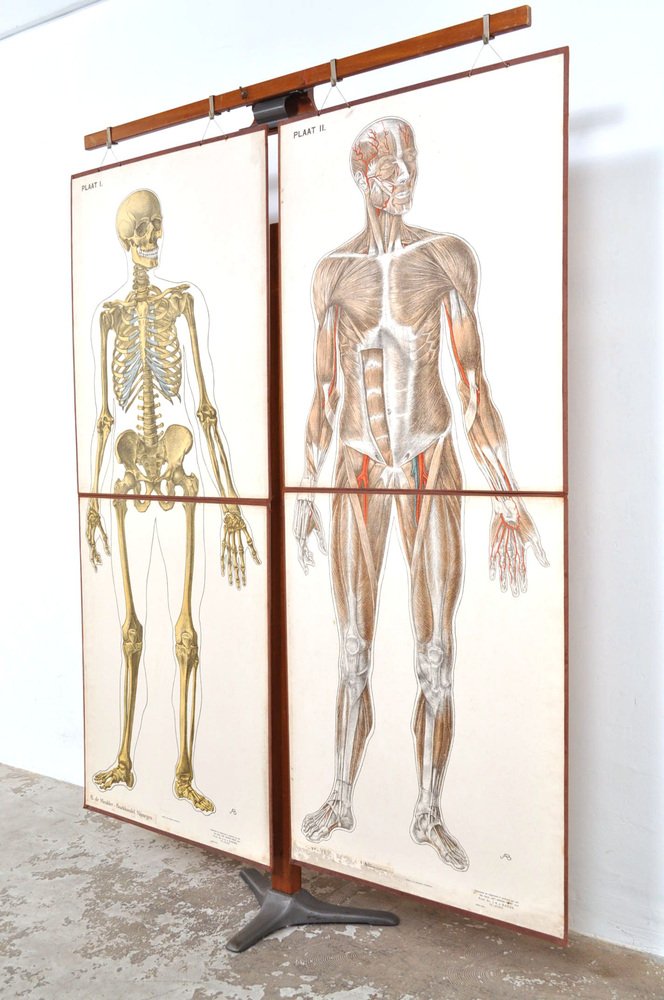 Human Foldable Anatomical Wall Charts, 1920s, Set of 2 for sale at Pamono