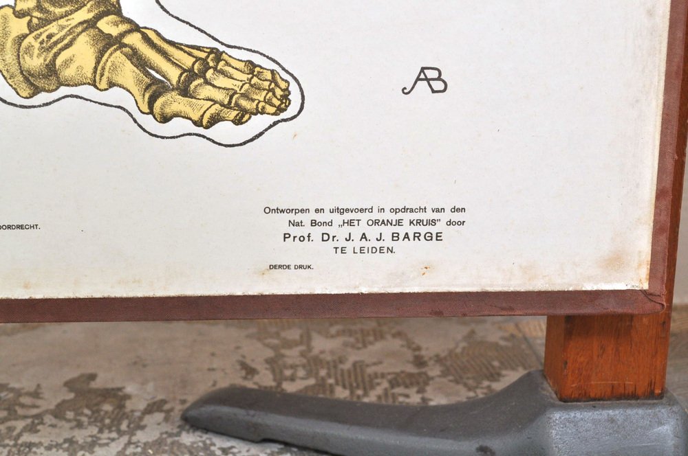 Human Foldable Anatomical Wall Charts, 1920s, Set of 2 for sale at Pamono