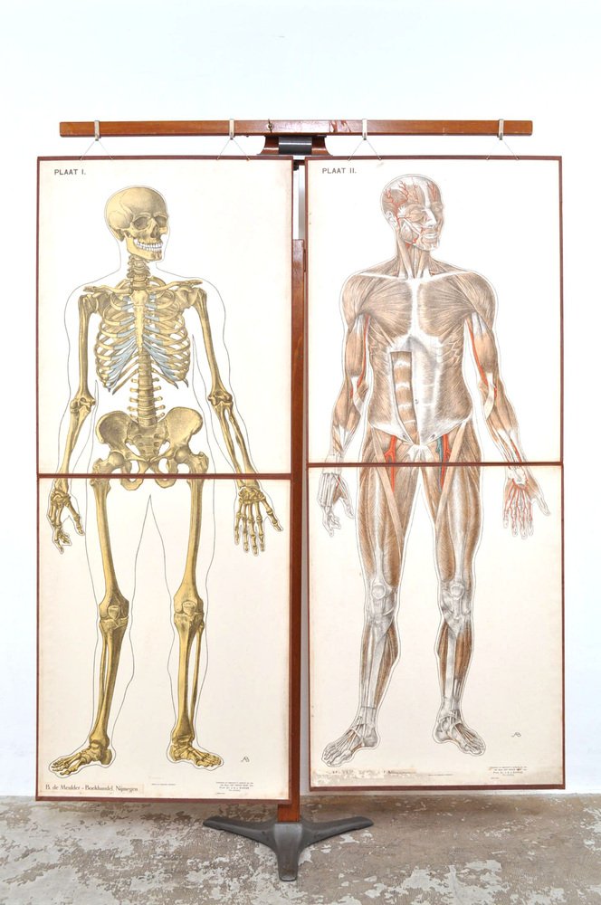 Human Foldable Anatomical Wall Charts, 1920s, Set of 2 for sale at Pamono