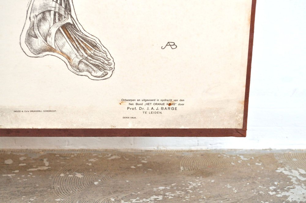 Human Foldable Anatomical Wall Charts, 1920s, Set of 2 for sale at Pamono