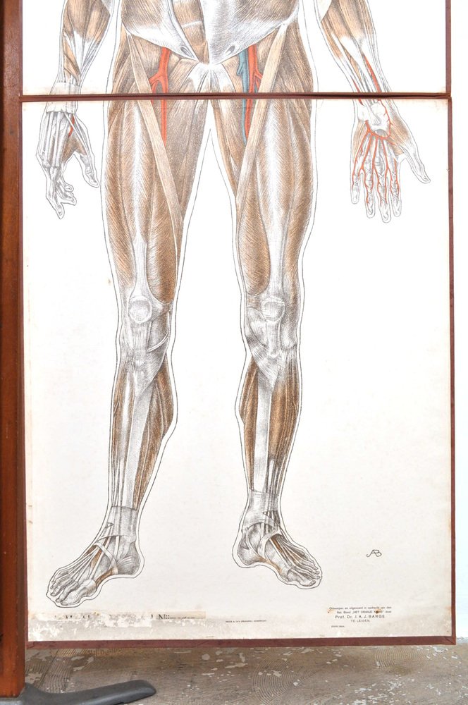 Human Foldable Anatomical Wall Charts, 1920s, Set of 2 for sale at Pamono
