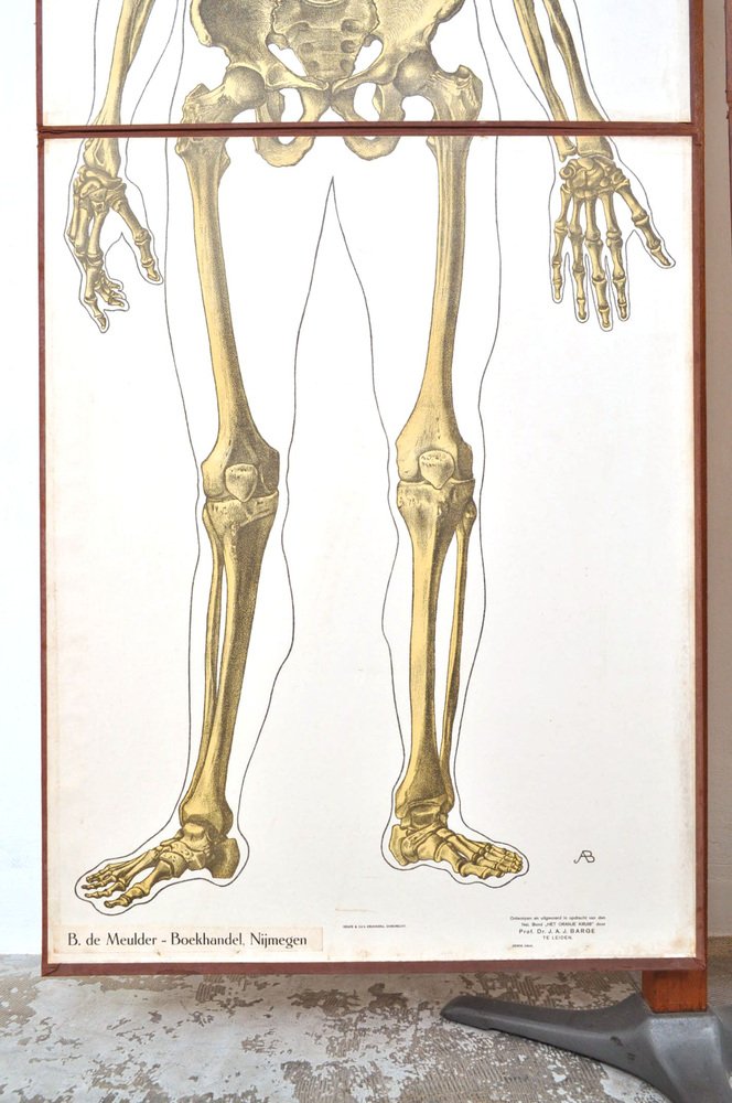 Human Foldable Anatomical Wall Charts, 1920s, Set of 2 for sale at Pamono