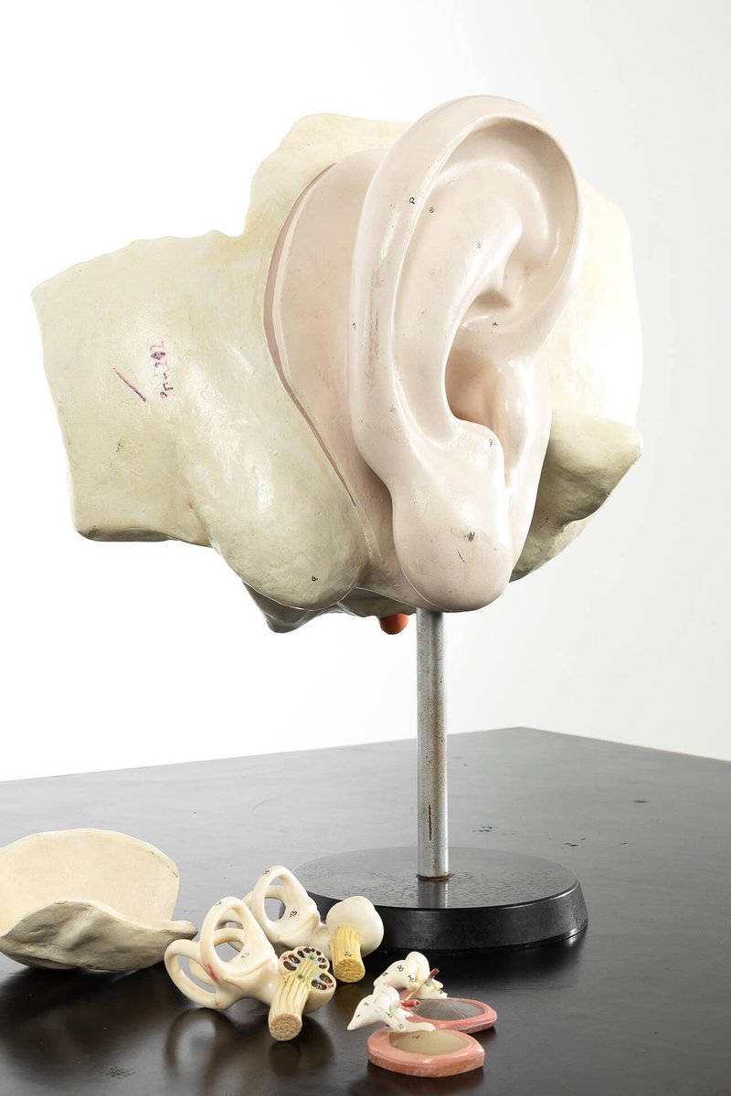 Anatomical Plaster Model of Human Ear, 1960s for sale at Pamono