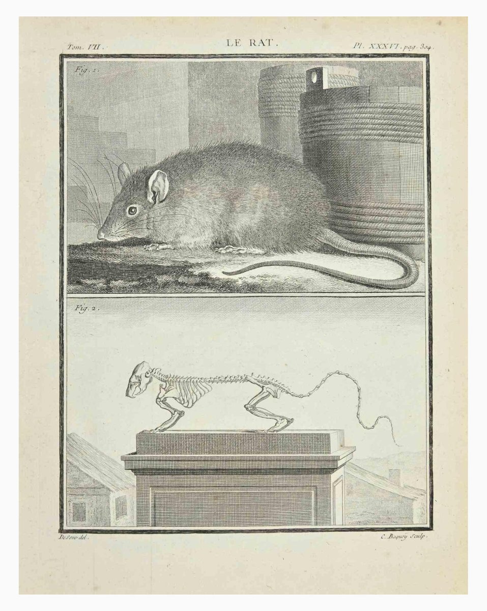 Jacques Baron, Le Rat, Etching, 1771 for sale at Pamono