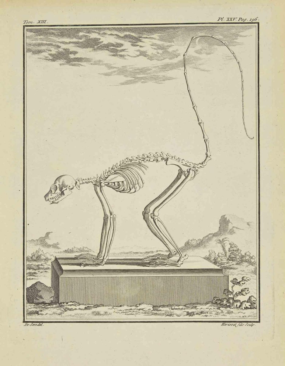 Herisset, The Skeleton, Etching, 1771 for sale at Pamono