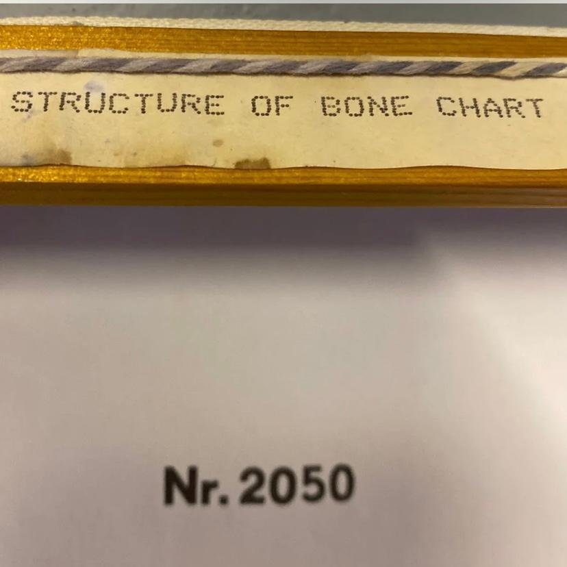 Bone Structure Medical Chart, 1947 for sale at Pamono