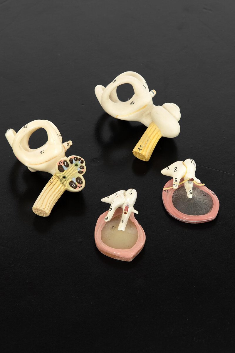 Models of the Human Ear from Somso, Set of 2 for sale at Pamono
