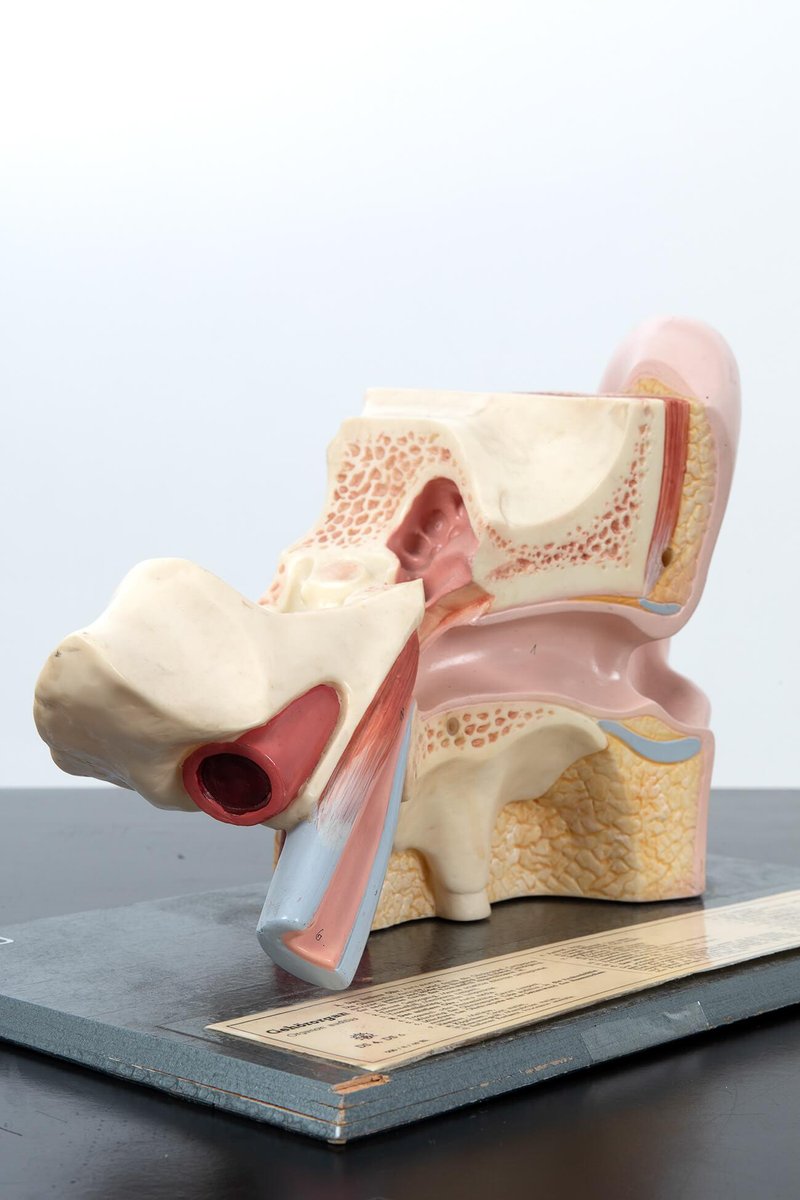 Anatomical Model of a Human Ear for sale at Pamono
