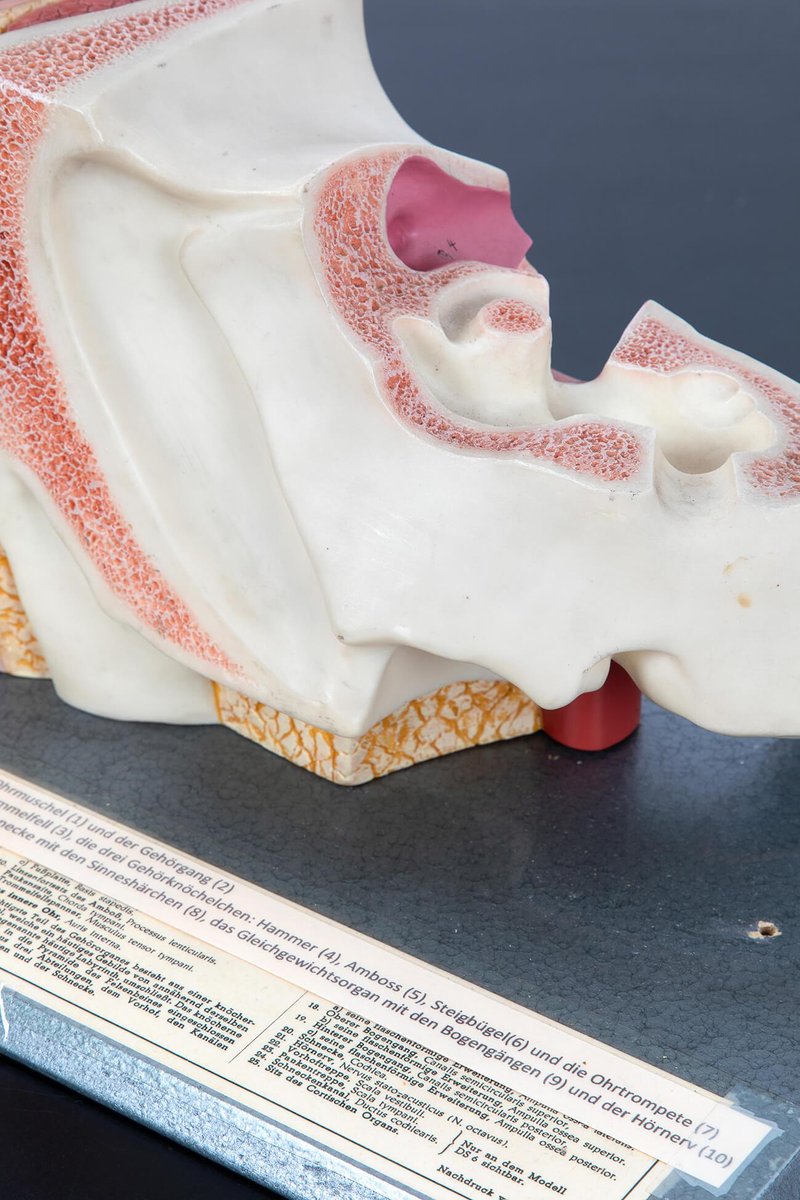 Anatomical Model of a Human Ear for sale at Pamono