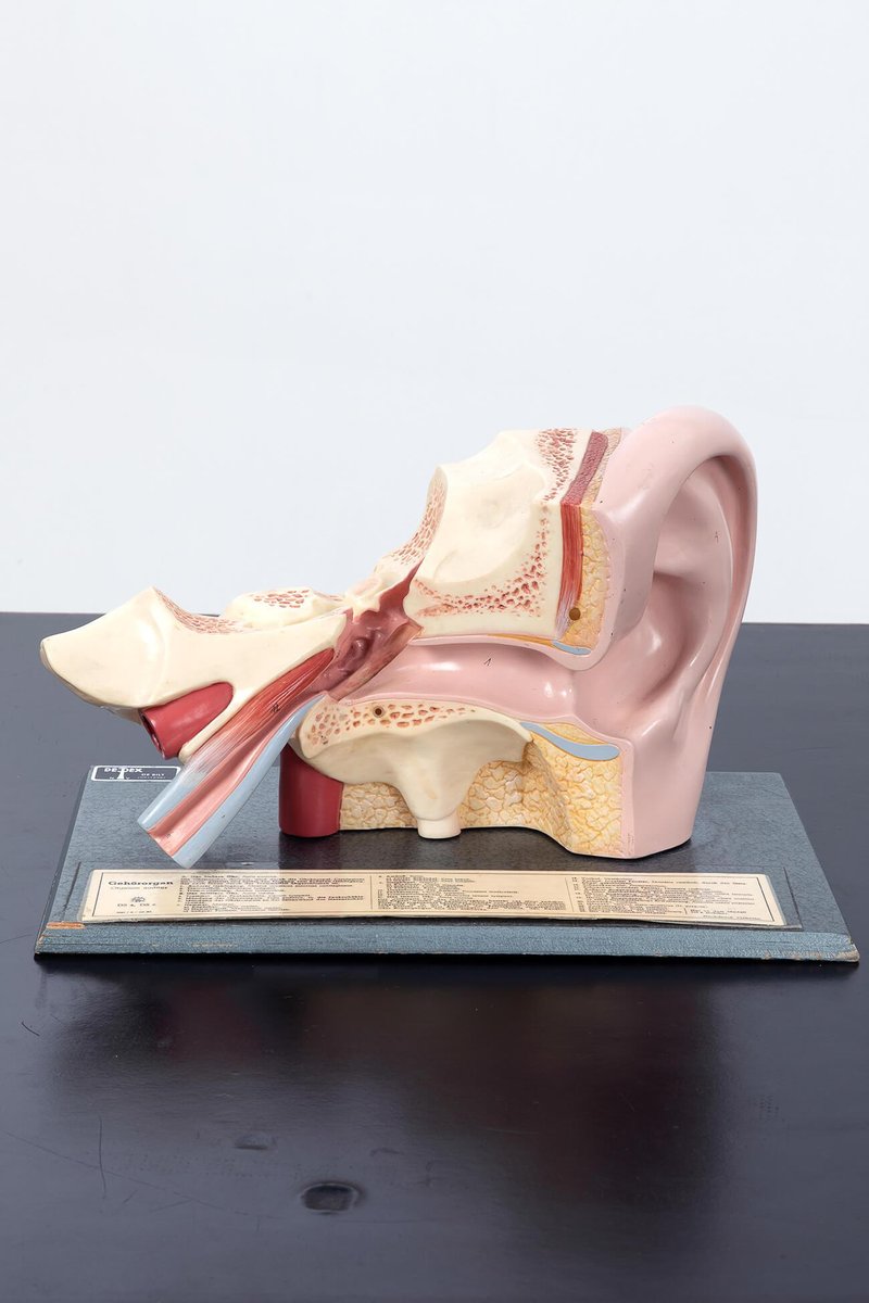 Anatomical Model of a Human Ear for sale at Pamono
