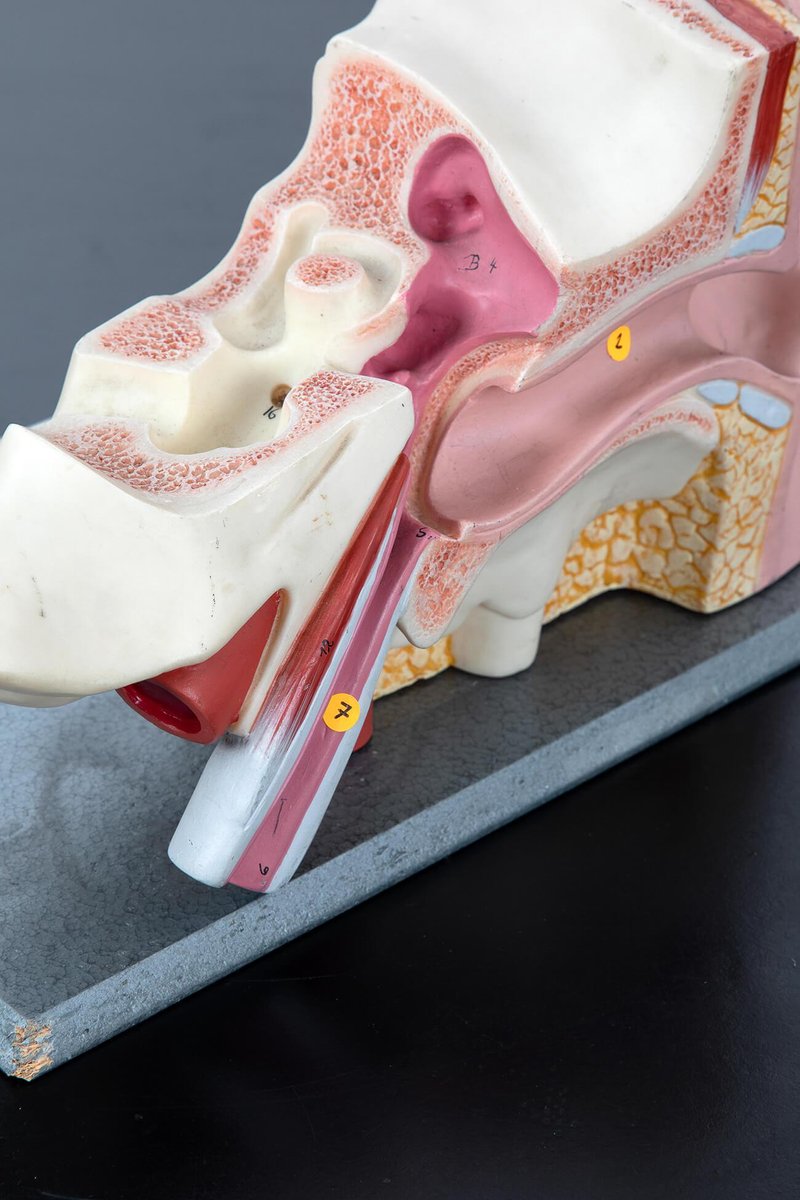 Anatomical Model of a Human Ear for sale at Pamono