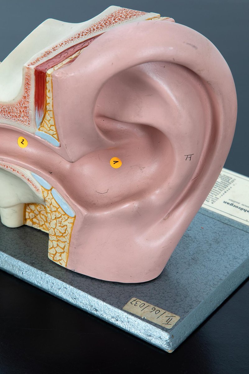 Anatomical Model of a Human Ear for sale at Pamono