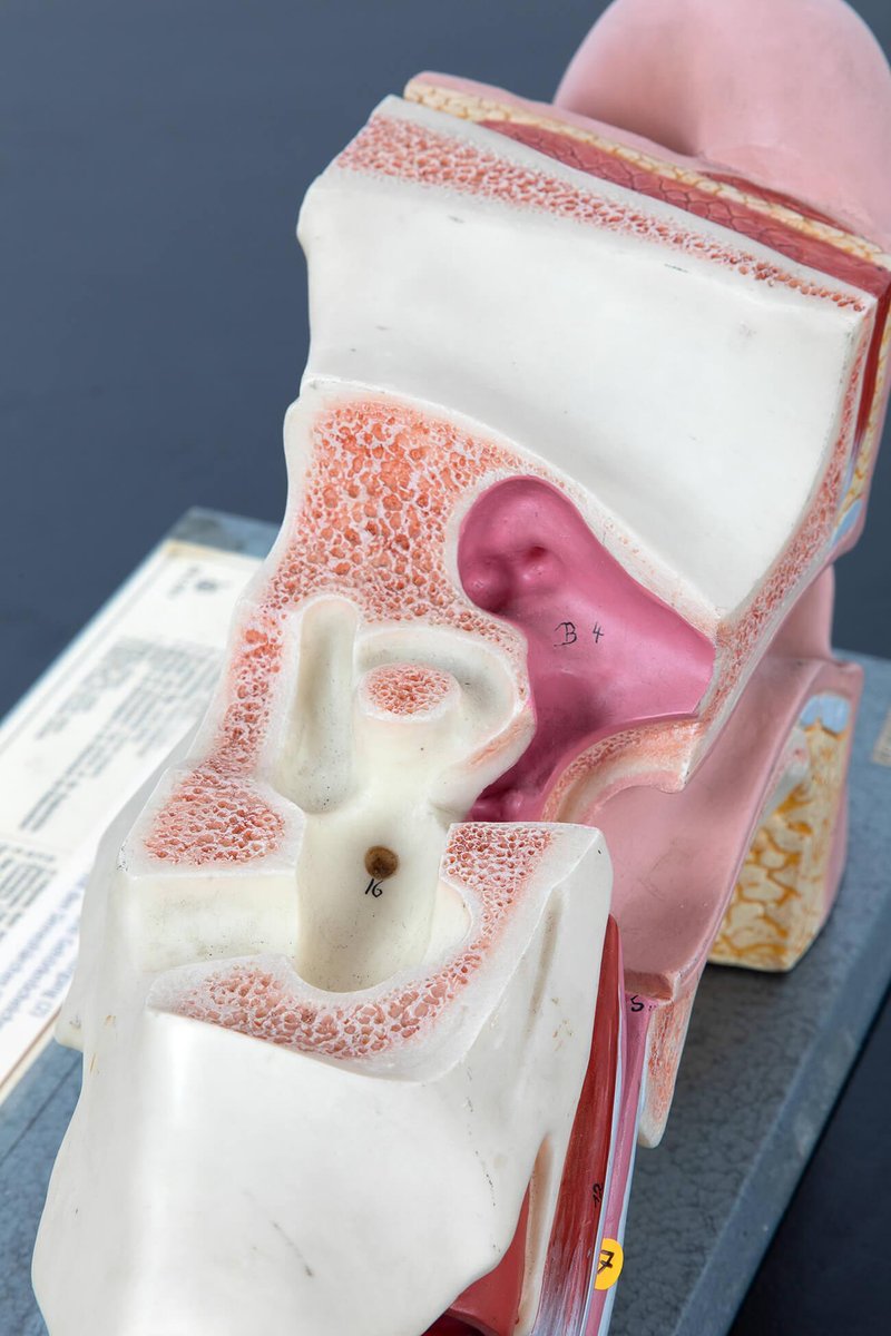 Anatomical Model of a Human Ear for sale at Pamono