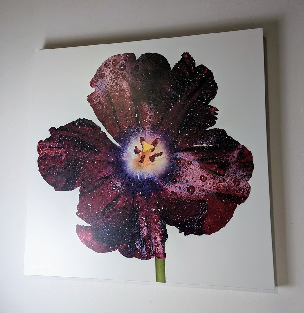 Peter Arnold, Hibiscus Flower, 2000s, Artwork on Canvas for sale at Pamono