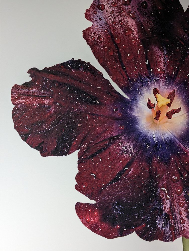 Peter Arnold, Hibiscus Flower, 2000s, Artwork on Canvas for sale at Pamono