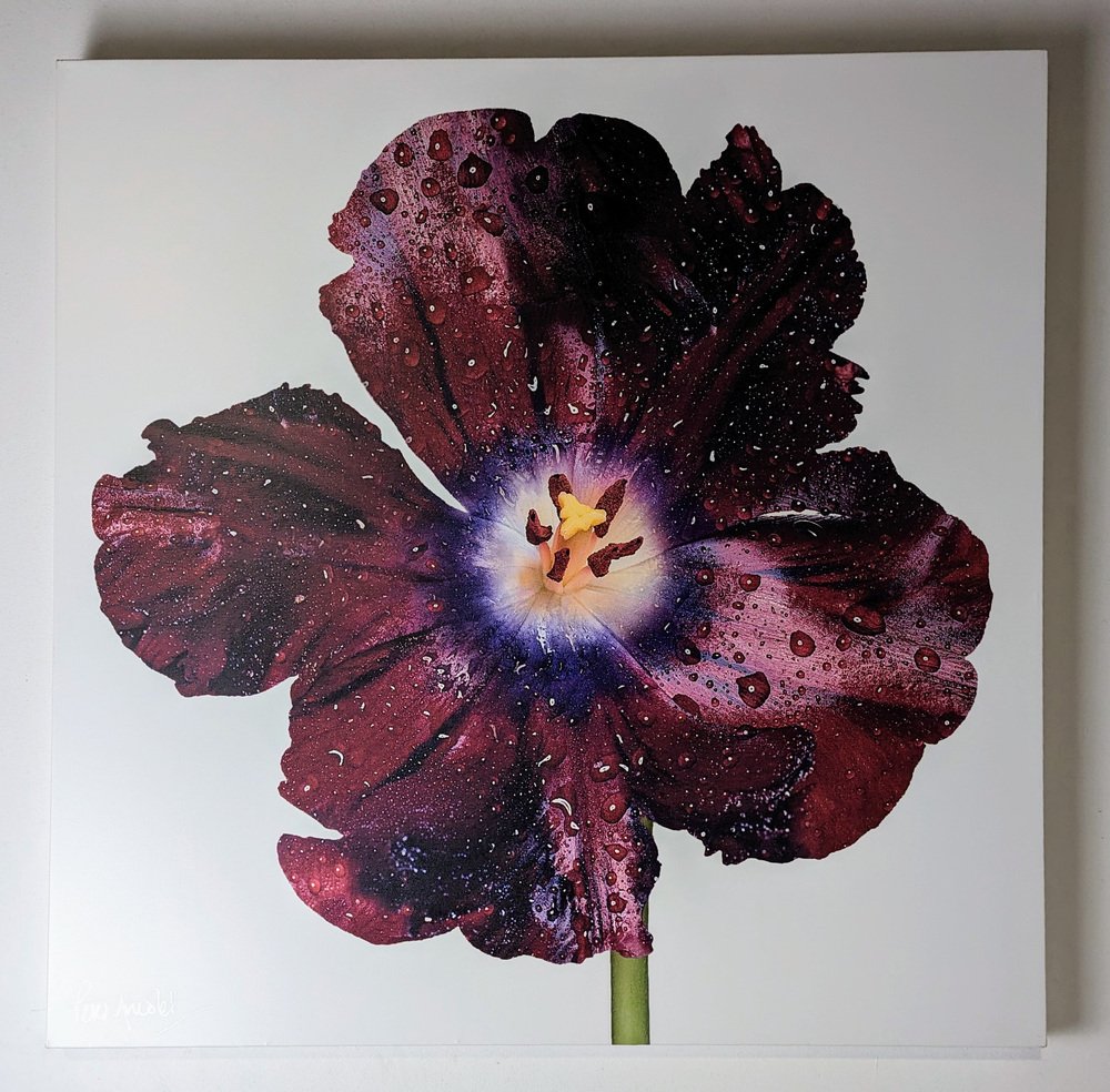 Peter Arnold, Hibiscus Flower, 2000s, Artwork on Canvas for sale at Pamono