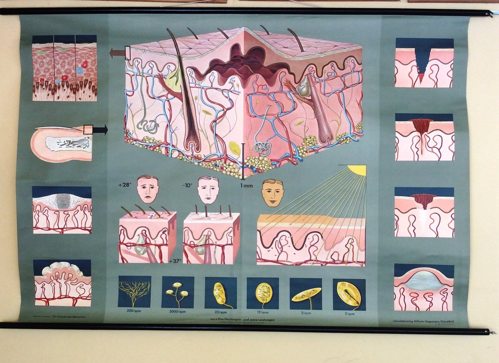 Pull-Down Anatomical Wall Chart by Hagemann, Düsseldorf, 1970s for sale ...