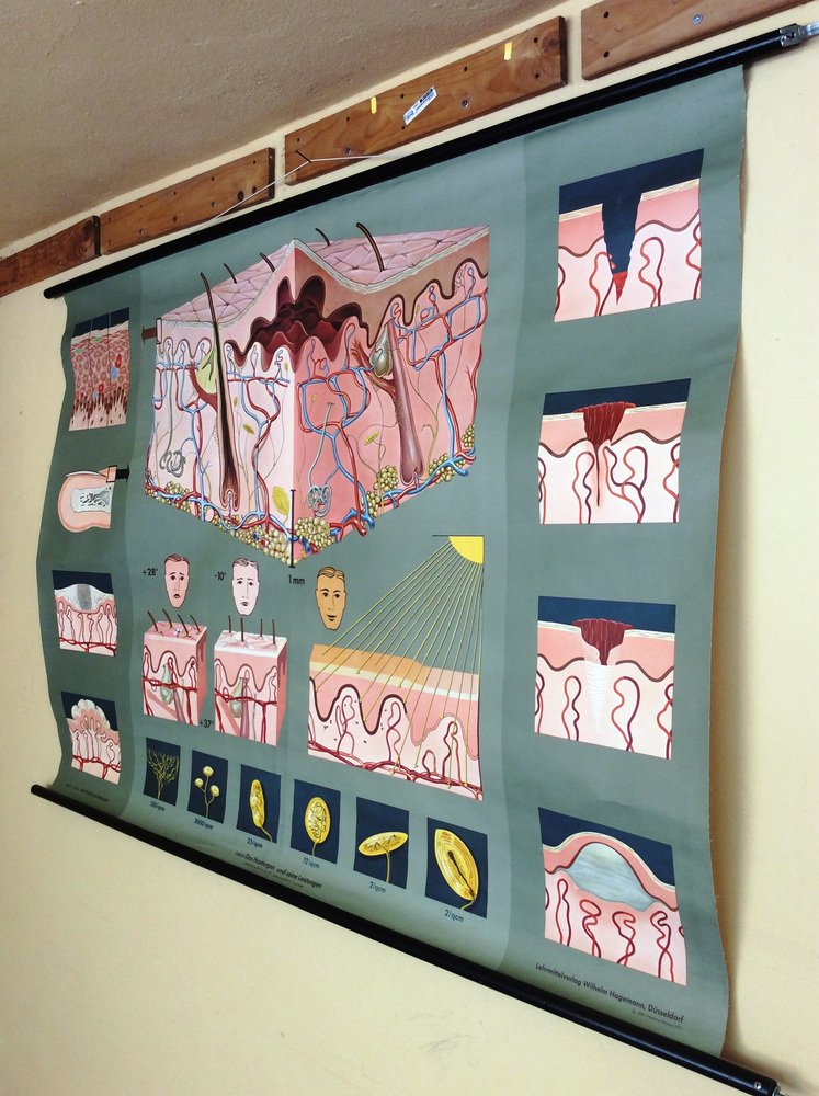 Pull-Down Anatomical Wall Chart by Hagemann, Düsseldorf, 1970s for sale ...