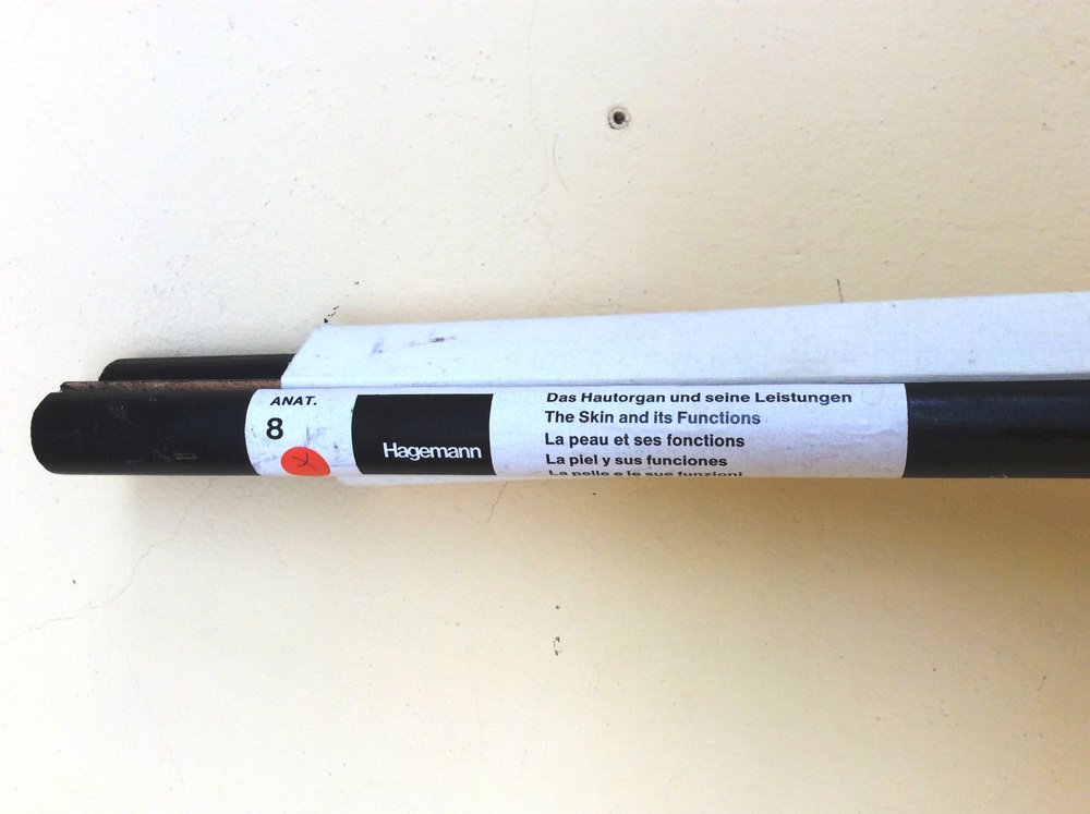 Pull-Down Anatomical Wall Chart by Hagemann, Düsseldorf, 1970s for sale ...