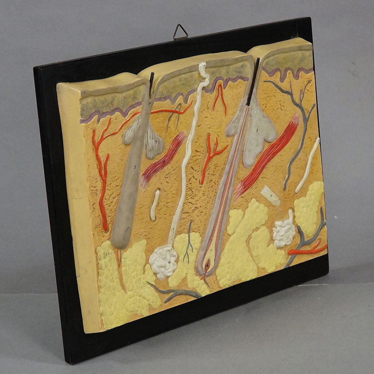 Teaching Aid-Structure of the Human Skin Plaster on Wood, 1920s for ...