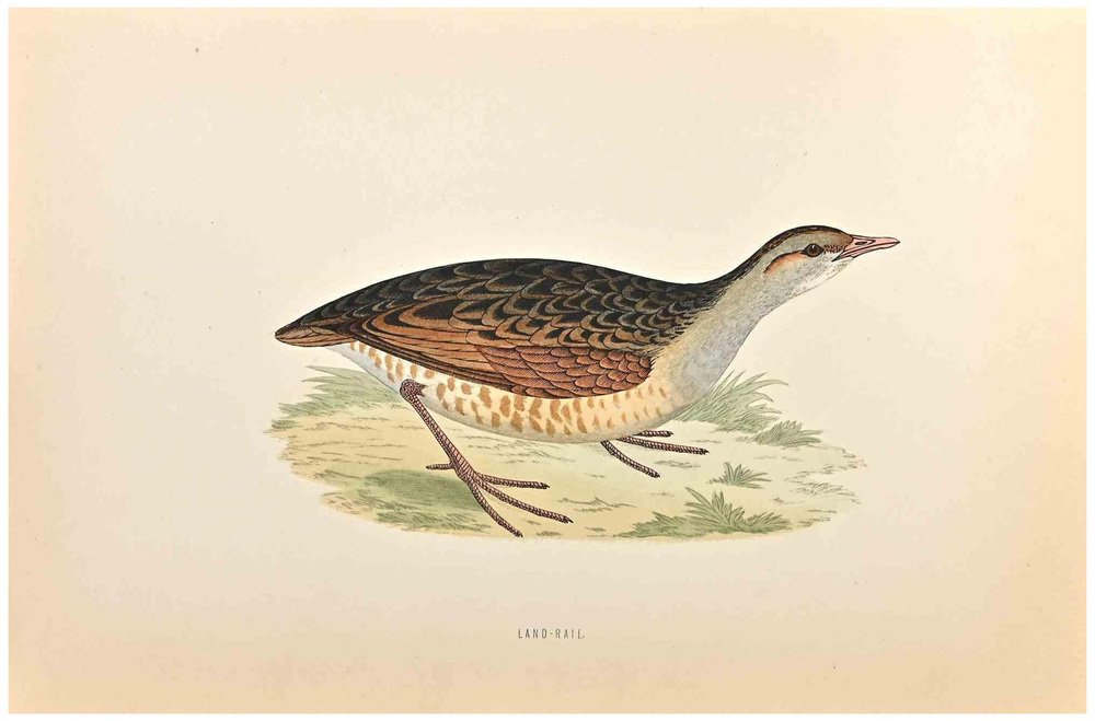 Alexander Francis Lydon, Land-Rail, Woodcut Print, 1870 for sale at Pamono