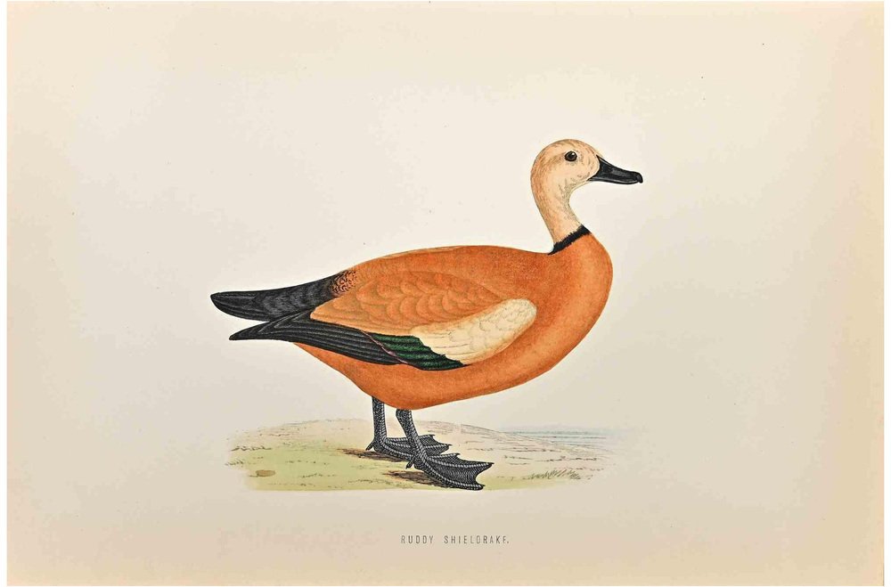 Alexander Francis Lydon, Ruddy Shieldrake, Woodcut Print, 1870 for sale ...
