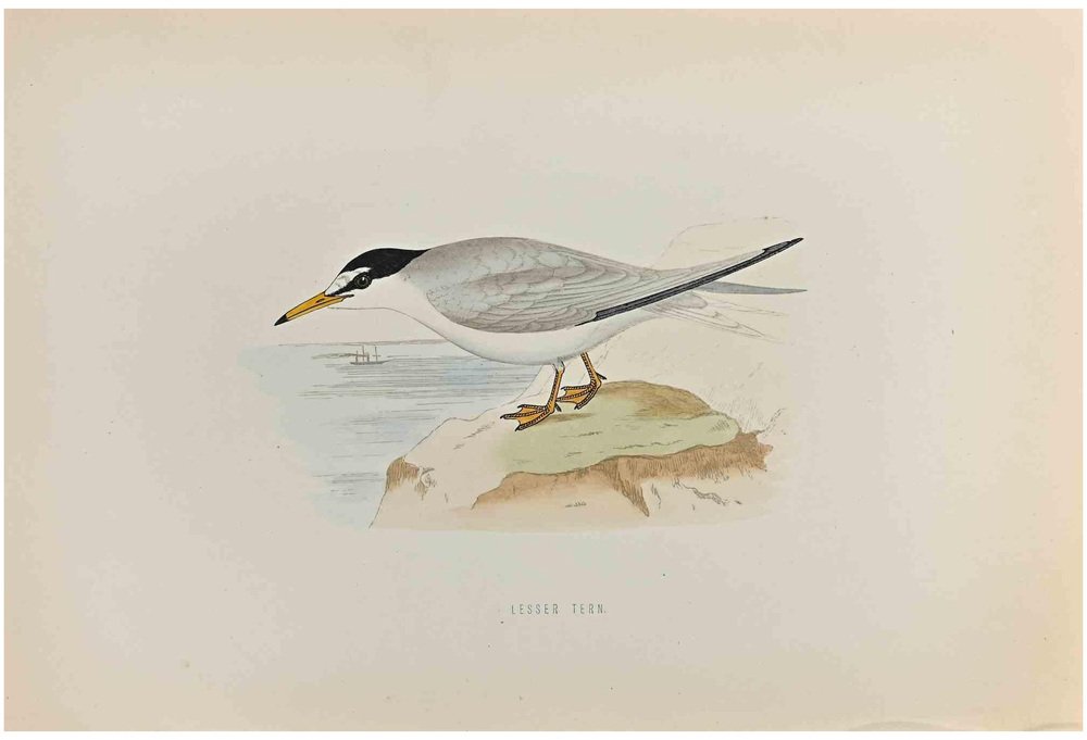 Alexander Francis Lydon, Lesser Tern, Woodcut Print, 1870 for sale at ...