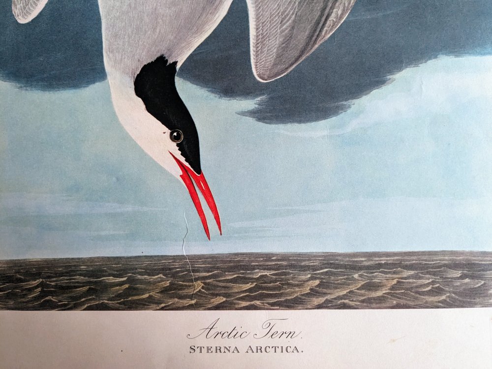 After John James Audubon, Arctic Fern (Sterna Arctica), Lithograph for ...