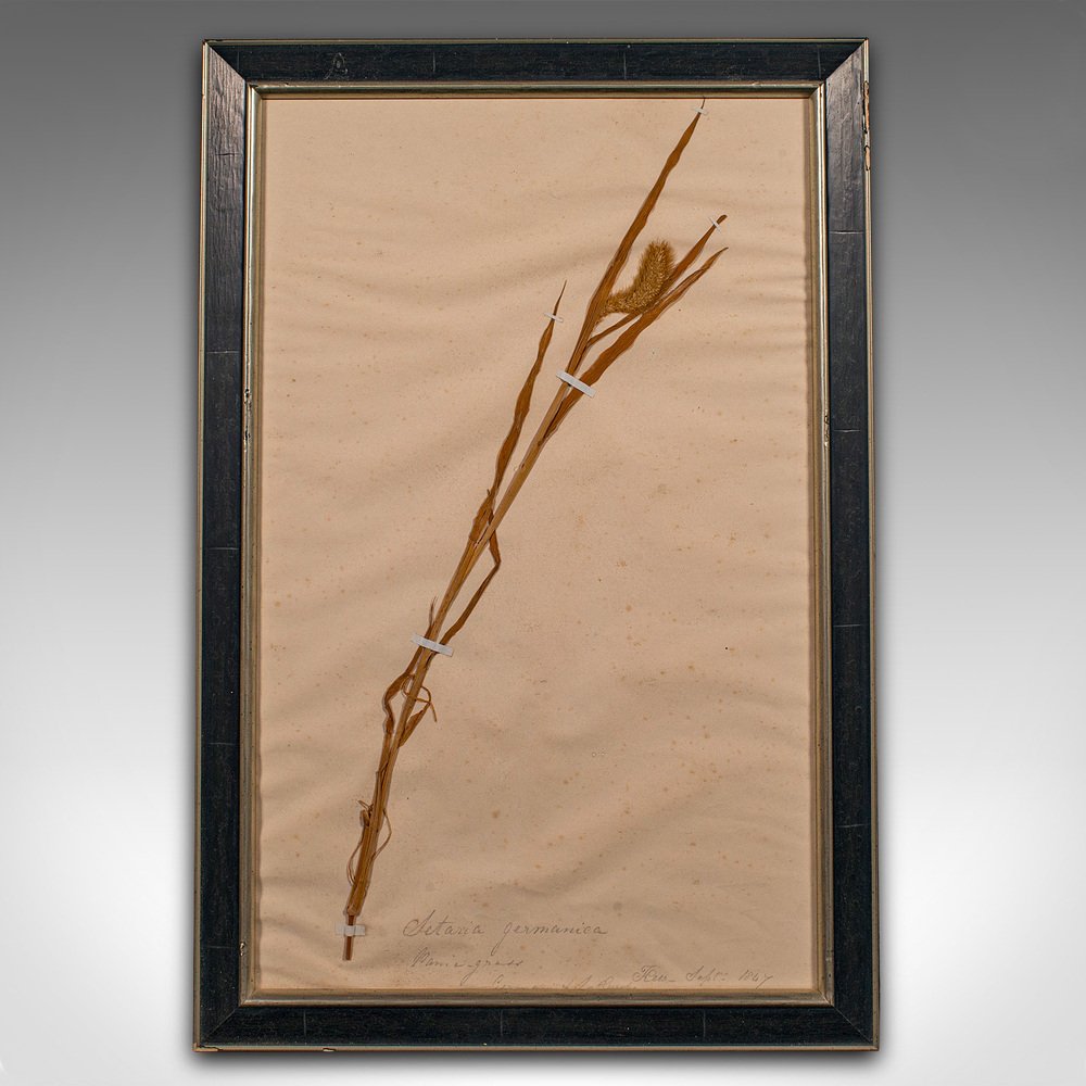 Antique Victorian English Framed Botanist's Plant Specimens, 1800s, Set ...