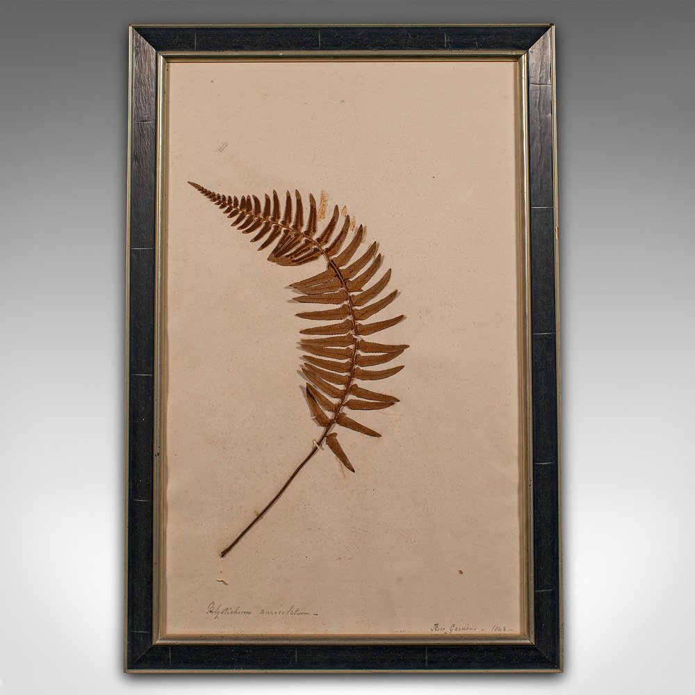 Antique Victorian English Framed Botanist's Plant Specimens, 1800s, Set ...