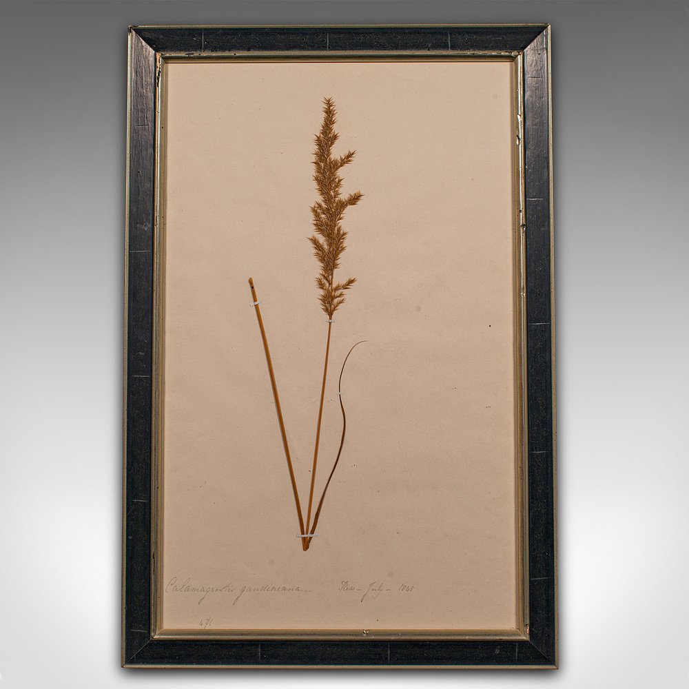 Antique Victorian English Framed Botanist's Plant Specimens, 1800s, Set ...