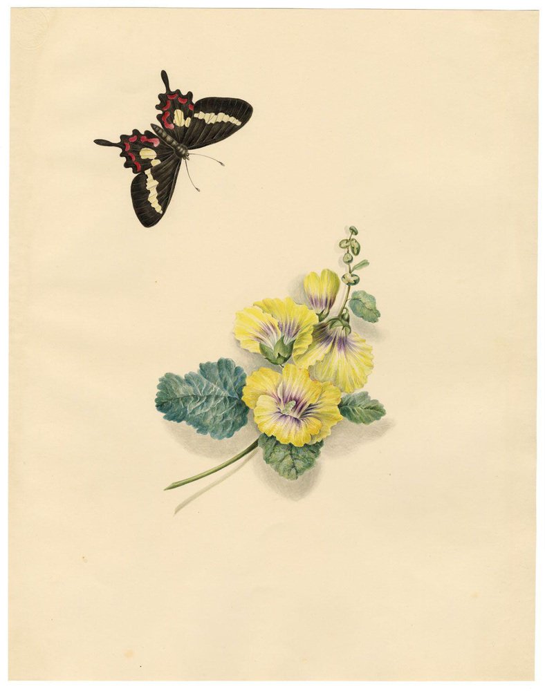 Louisa Hare, Cattleheart Butterfly & Hollyhock Flower, 1832 ...
