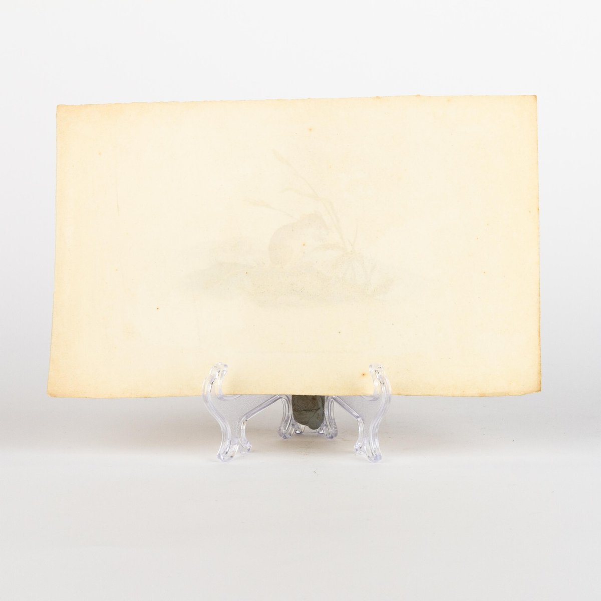 E. Donovan & F.C. & J. Rivington, Nature Illustration, Dec 1818, Hand ...