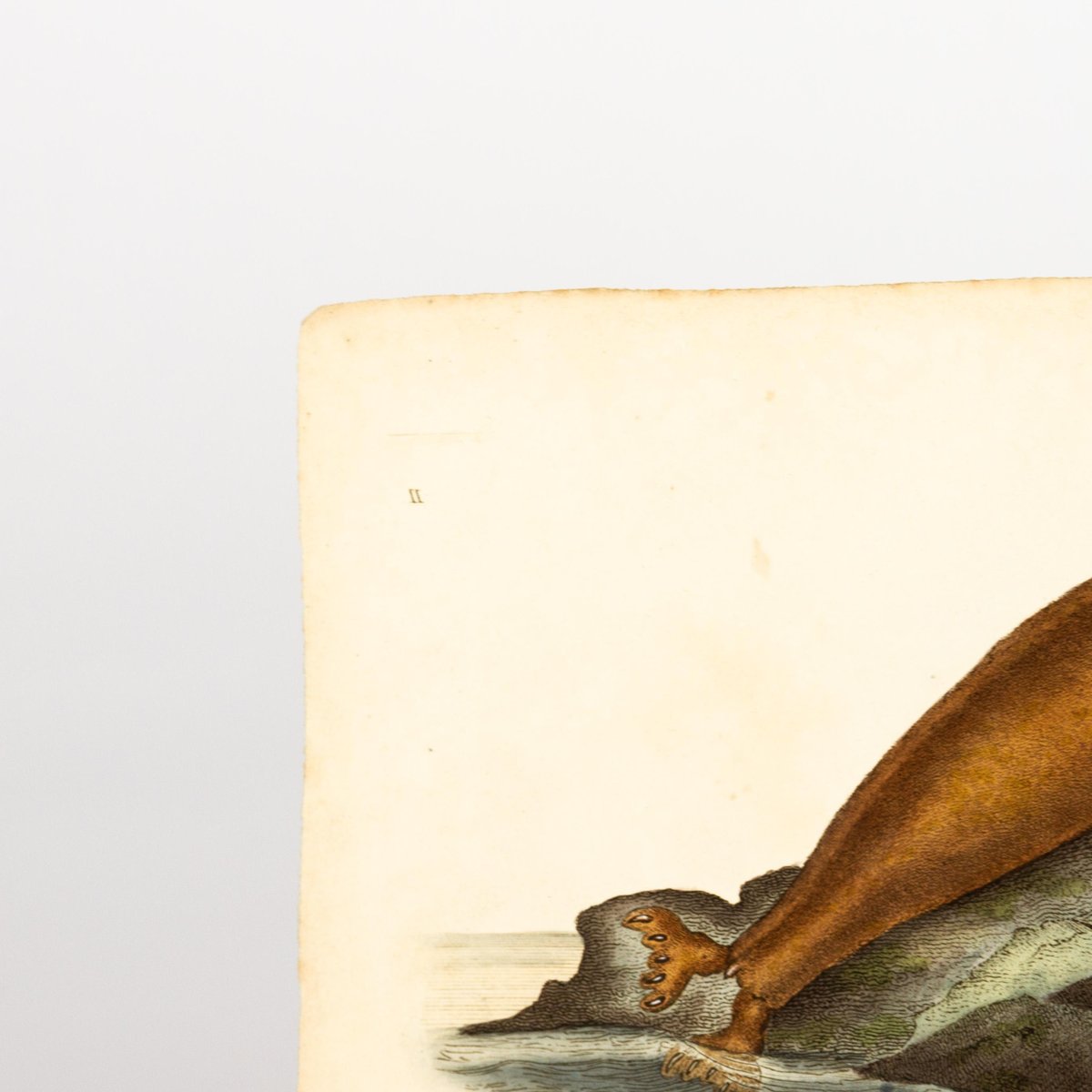 E. Donovan & FC & J. Rivington, Illustration de la nature, décembre ...
