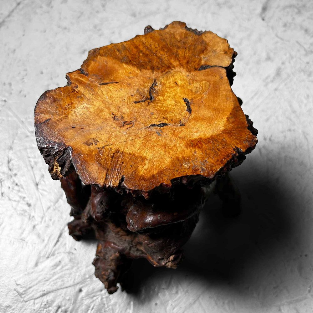 Small Wooden Burl Root Display, 1920s for sale at Pamono