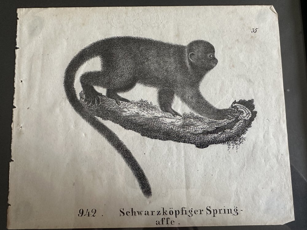Monkey, 1831-35, Original Lithograph for sale at Pamono